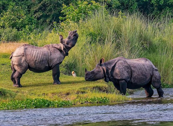 Chitwan Jungle Safari 2 Nights 3 Days Package for 2025 - Book Now