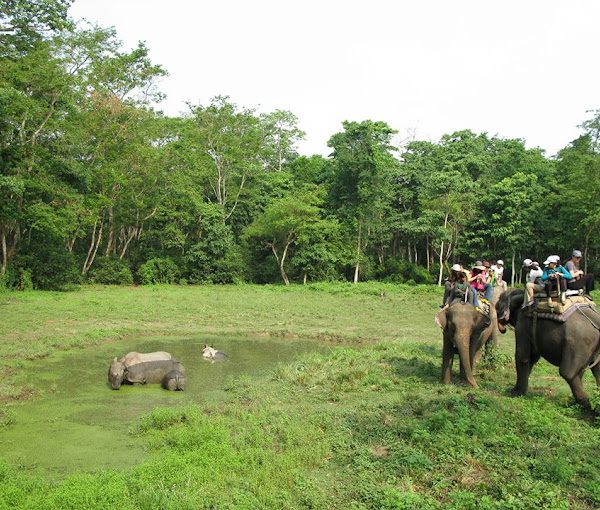 Chitwan Jungle Safari 2 Nights 3 Days Package for 2025 - Book Now