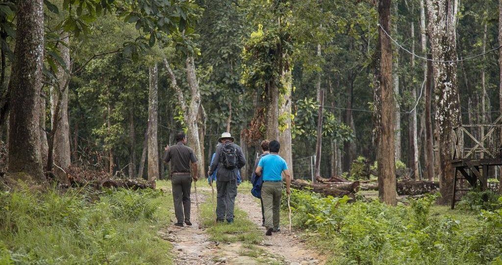 Discover the Best Chitwan Jungle Safari Packages | Chitwan Wildlife Safari
